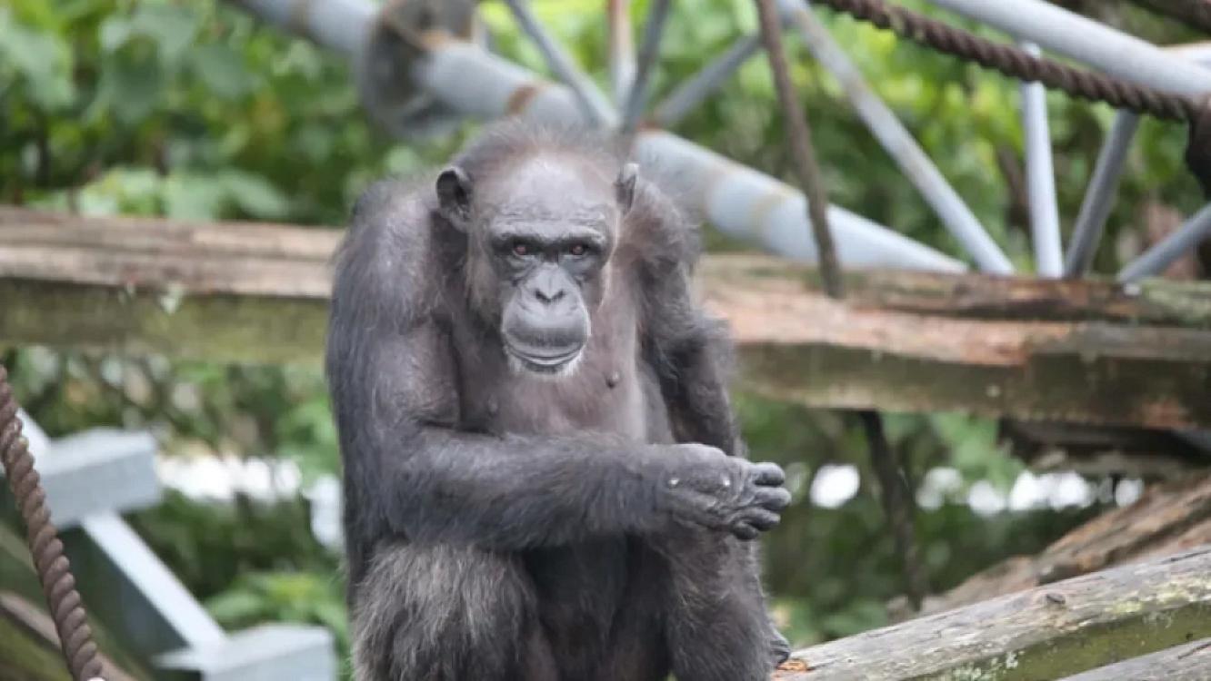 The world's most famous chimpanzee has died - Medianews.az
